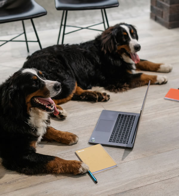 Pet Symptom Checker - The Sands Veterinary Practice, independent small ...